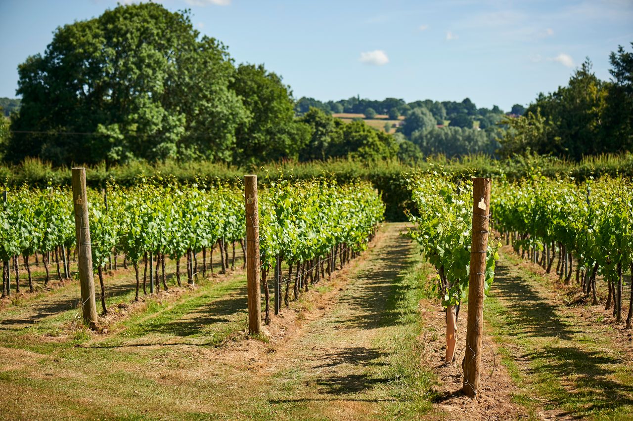 Celebrate English Wine Week with Chapel Down